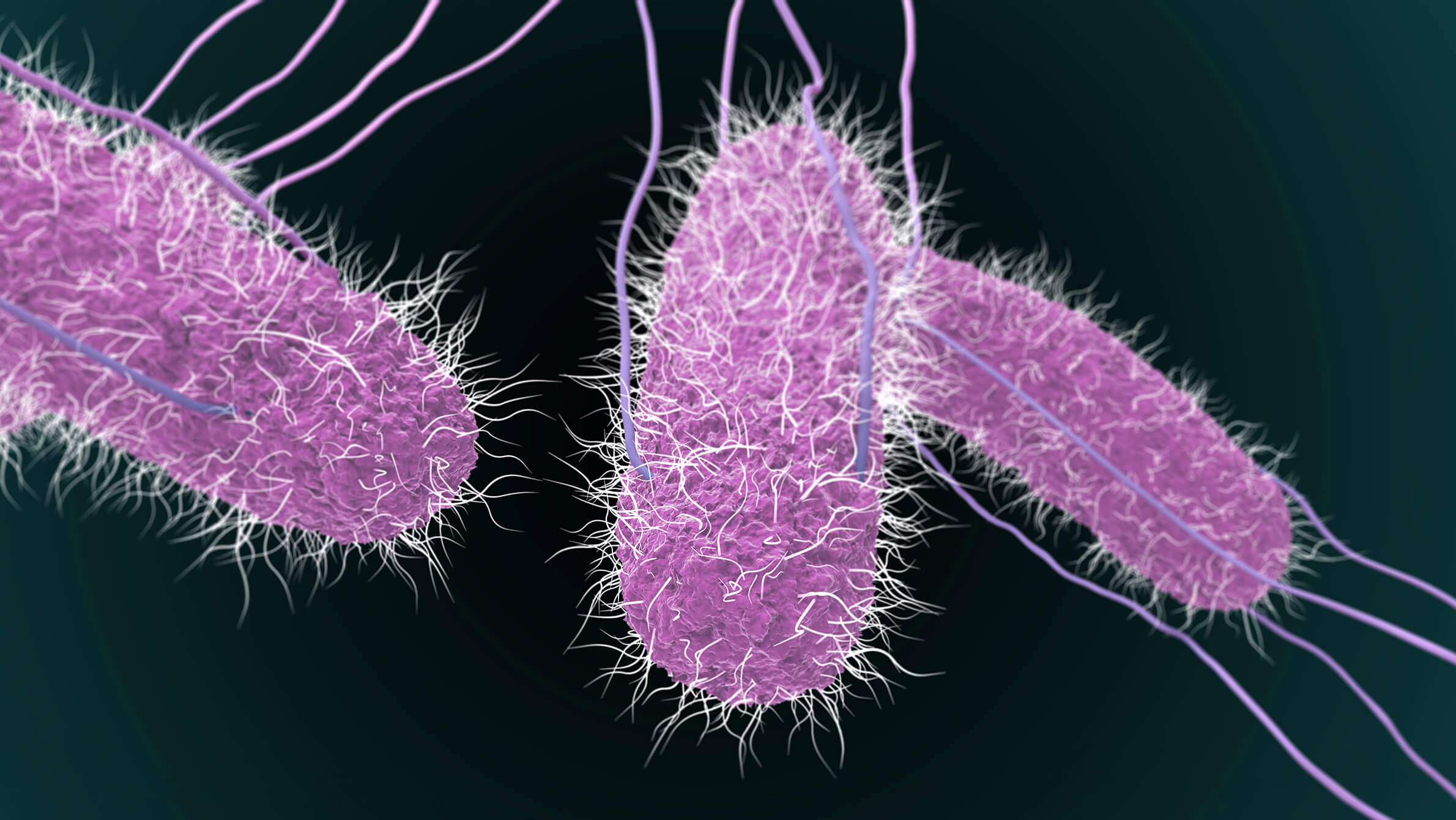 Salmonella: um contaminante comum da cadeia de alimentos frequentemente ... Salmonella: um contaminante comum da cadeia de alimentos frequentemente ...